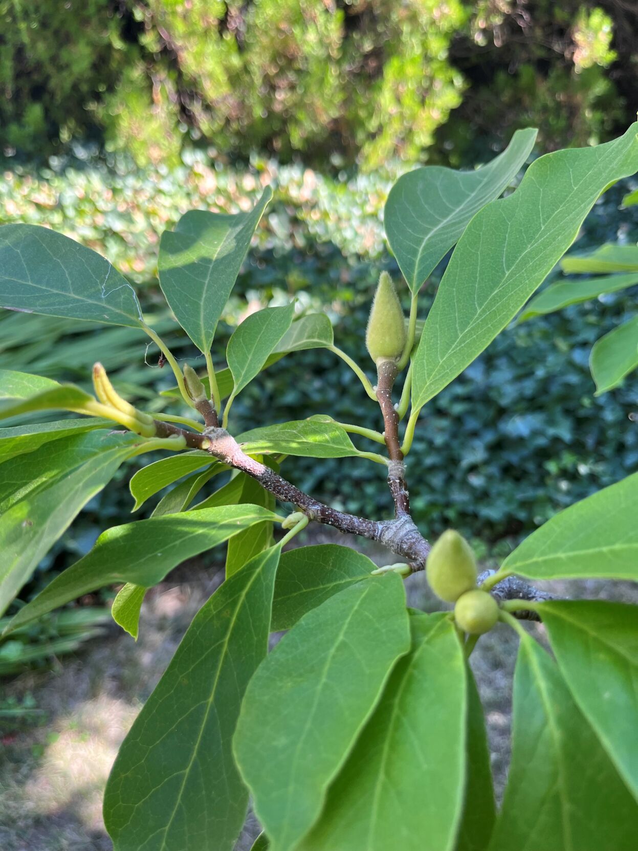Barany in the Garden: A guide to pruning | Home And Garden ...