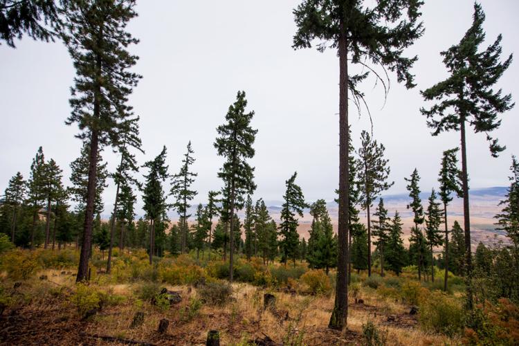 Fixing the forest: Thinning projects should improve areas for wildlife ...