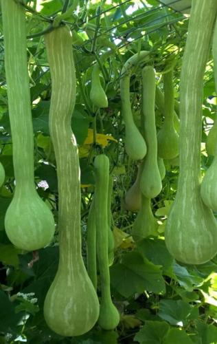 Master Gardeners: Squash: Know before you grow | | yakimaherald.com