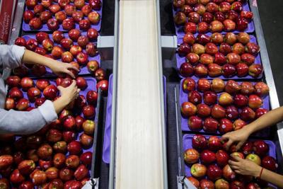 Yakima Valley apple industry relieved to see end to Mexican apple ...