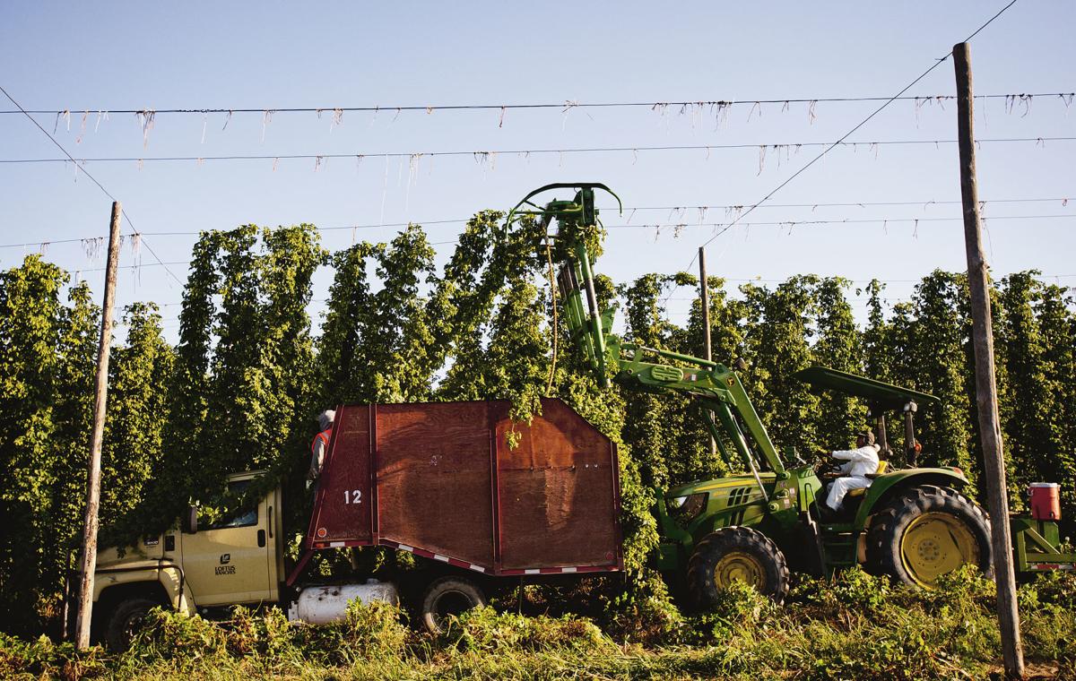 The Search for the Perfect Hop | Community | yakimaherald.com