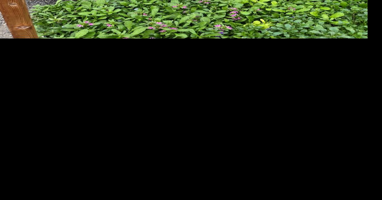 Carol Barany: In the Garden -- Annual plant sale | Home And Garden ...