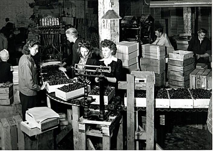 It Happened Here: Cherries introduced to Pacific Northwest | Happened ...