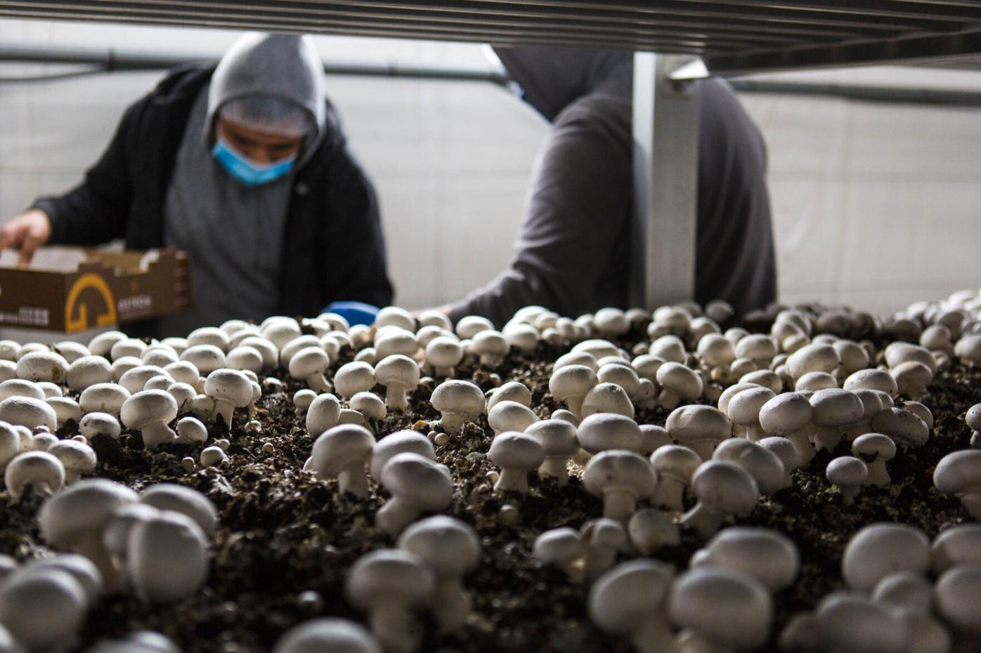 world biggest mushroom farm