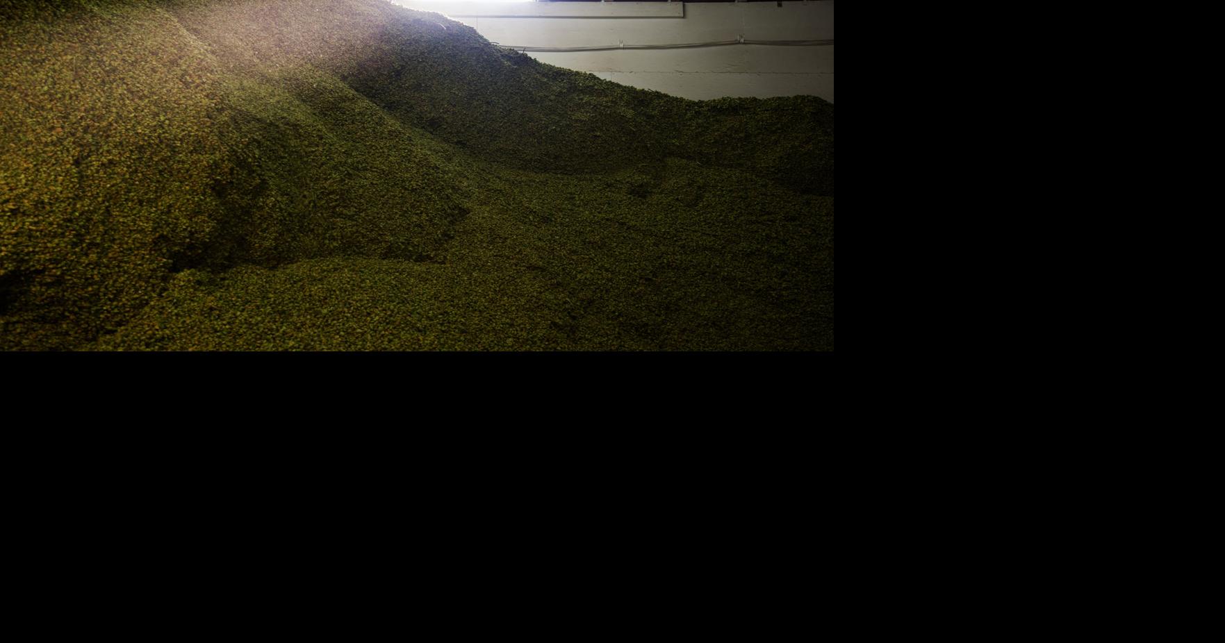 Harvest of hops: Five things you probably don't know about hops...and ...