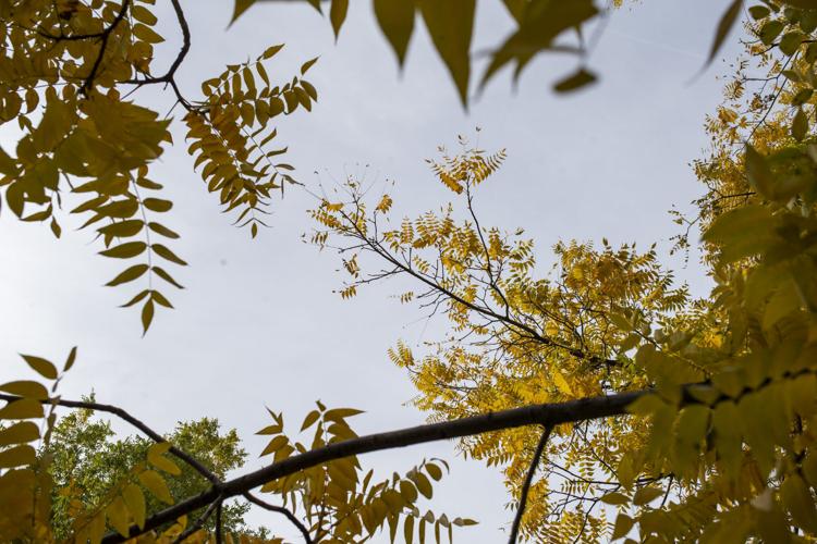 Five walks and one drive to enjoy fall colors in the Yakima-Ellensburg ...