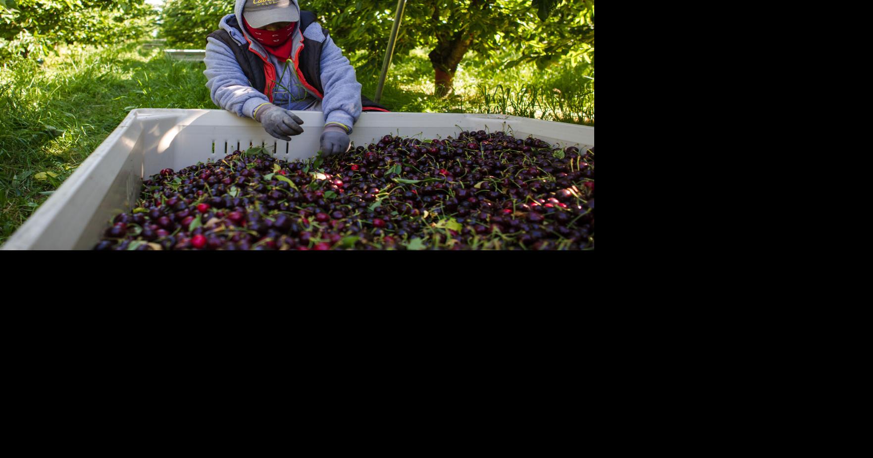 Cherry harvest | | yakimaherald.com