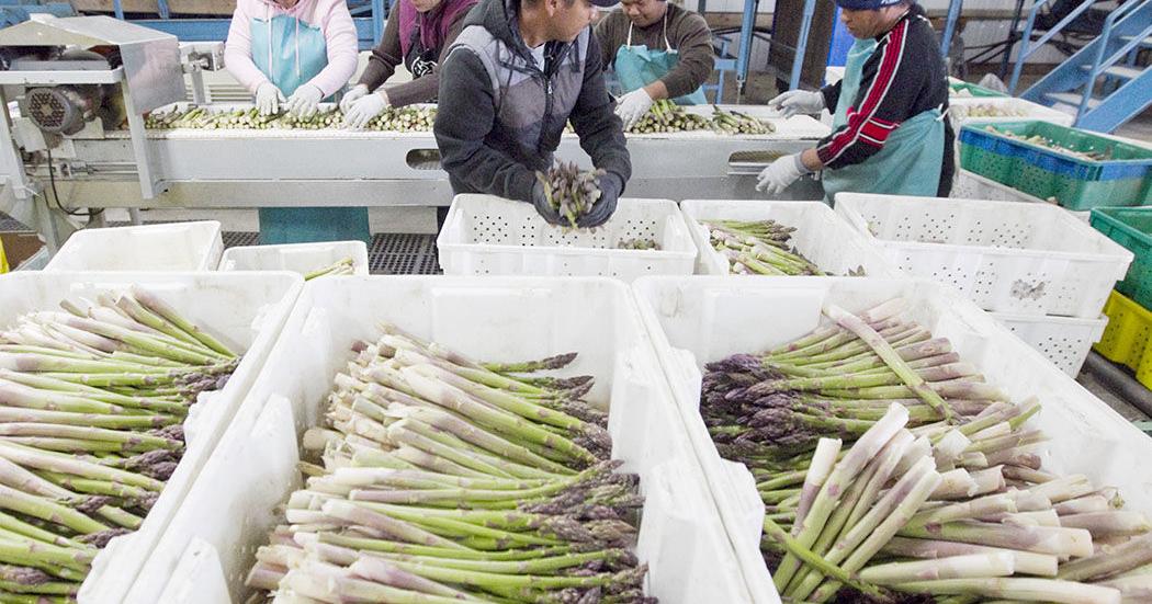 Asparagus crop: It’s early and it’s strong in Yakima Valley | Local ...
