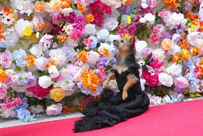 The Pet Gala is paws-itively adorable | Entertainment | yakimaherald.com