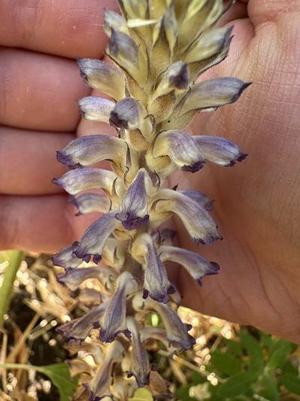 Destructive sunflower root parasite confirmed in Yakima. It is the ...