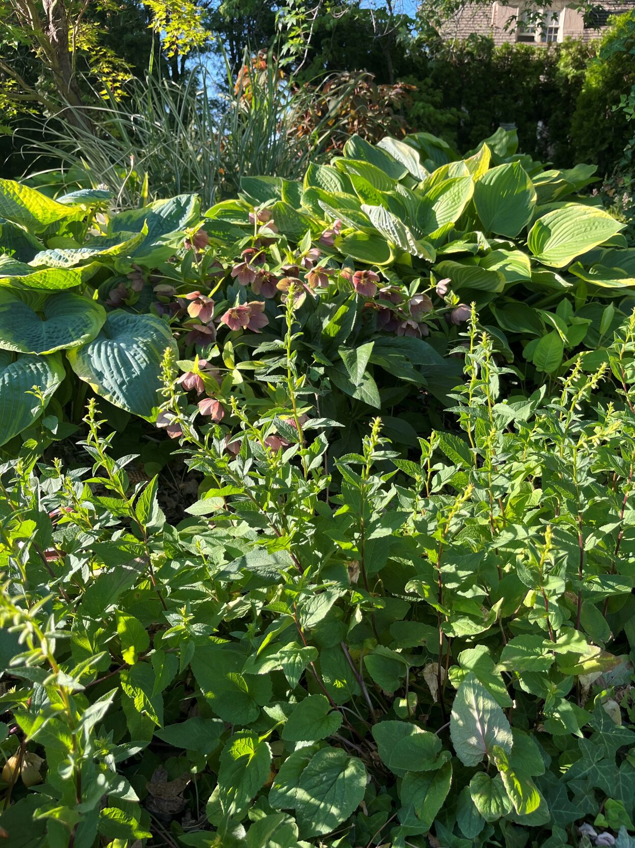 In the Garden: Bellflowers begone! Fighting the good fight against C ...