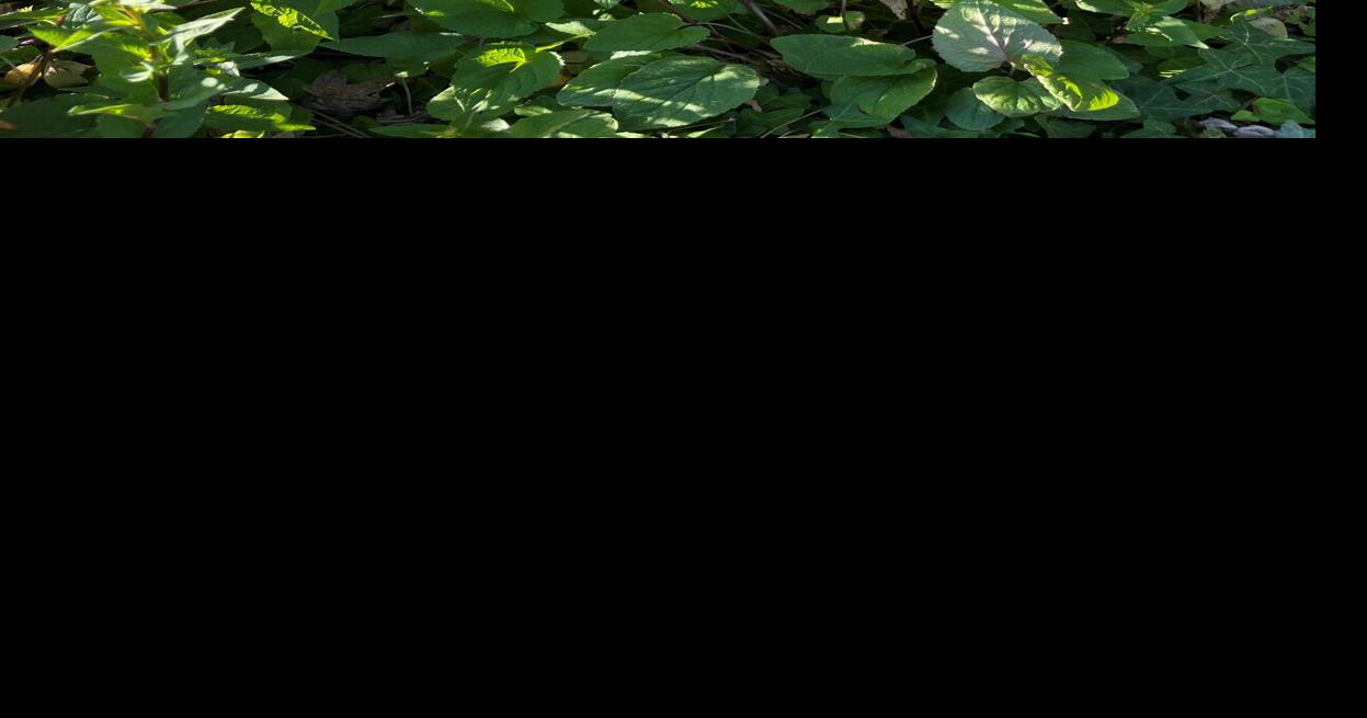 In the Garden: Bellflowers begone! Fighting the good fight against C ...