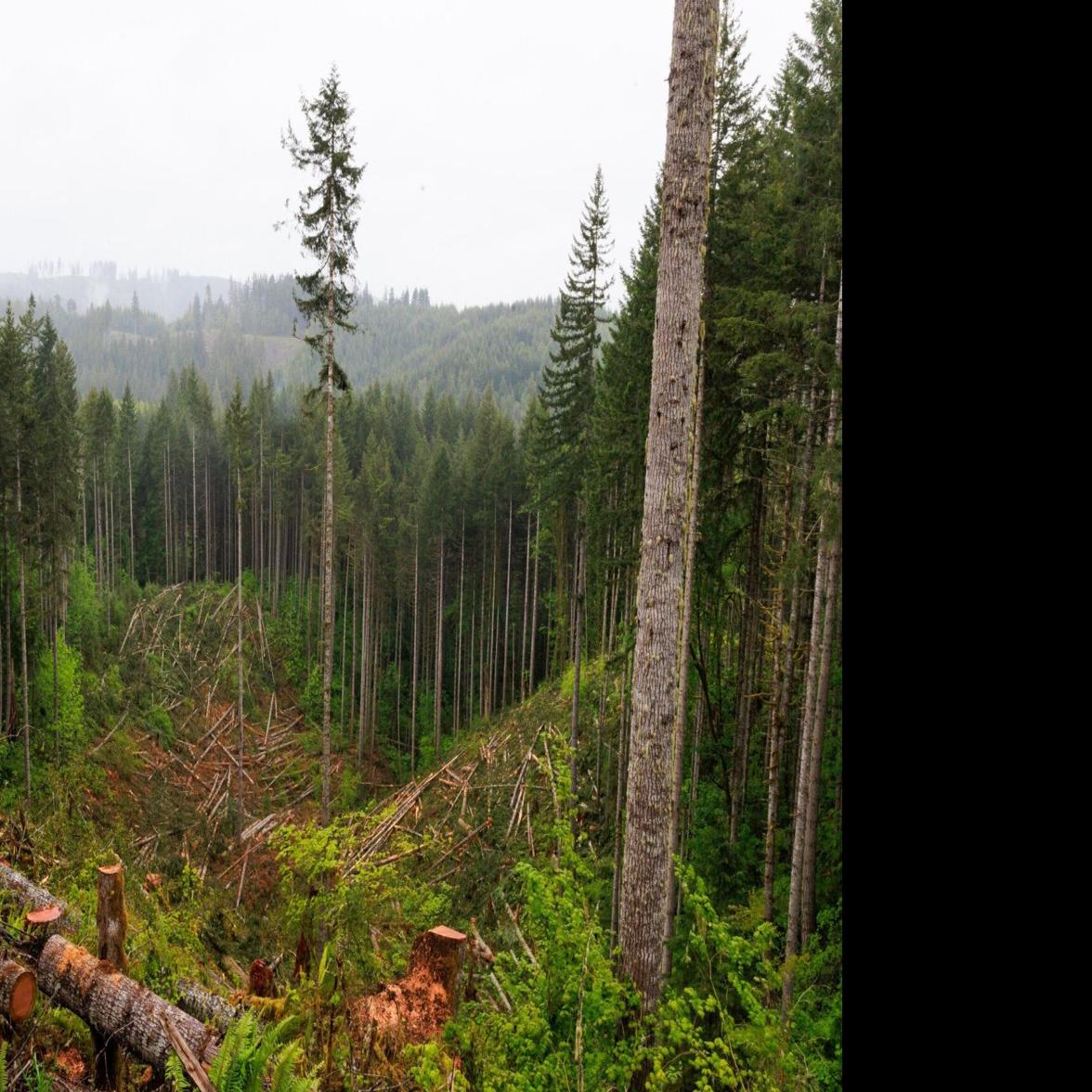 clean forestry limited