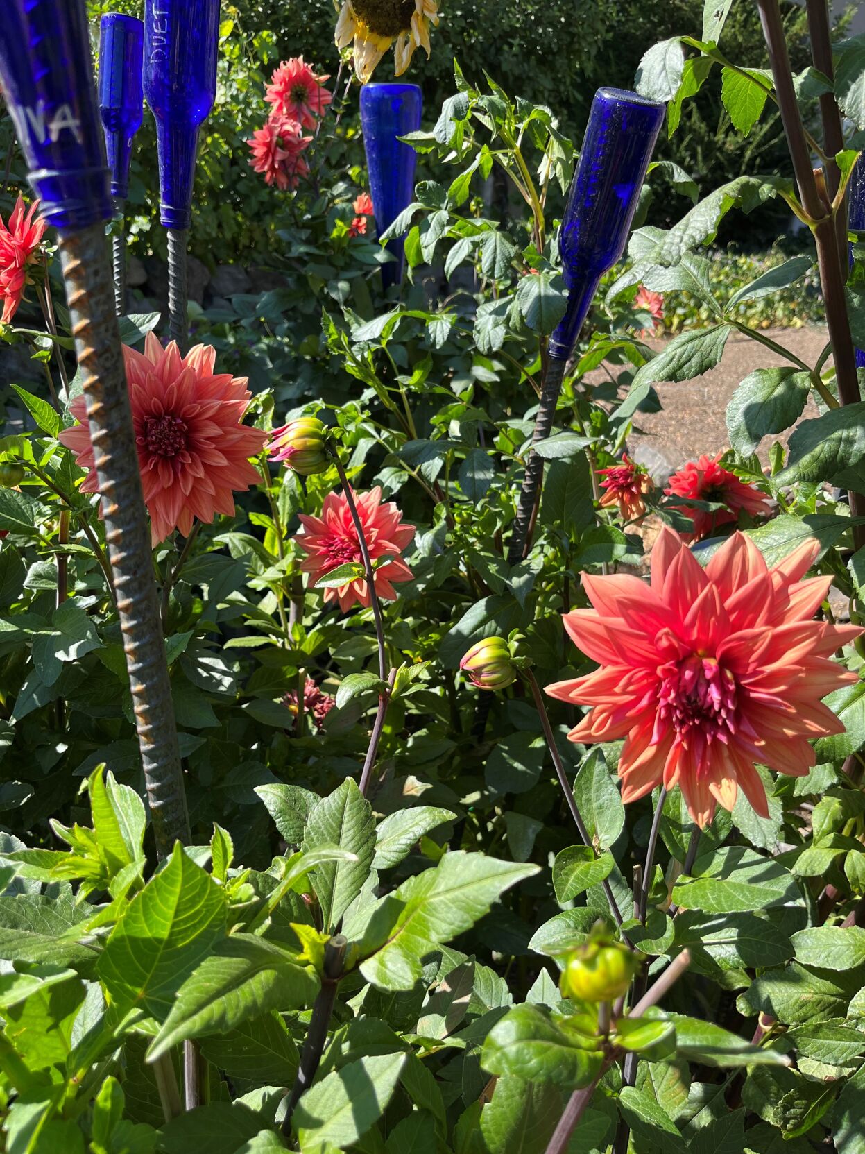 Barany in the Garden: Growing, digging, dividing and storing dahlias ...