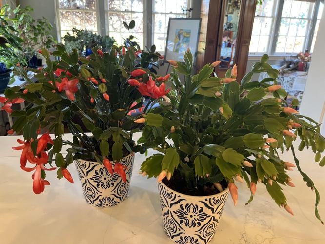Holiday cactuses: cheerful blooms to brighten your winter home | Home ...