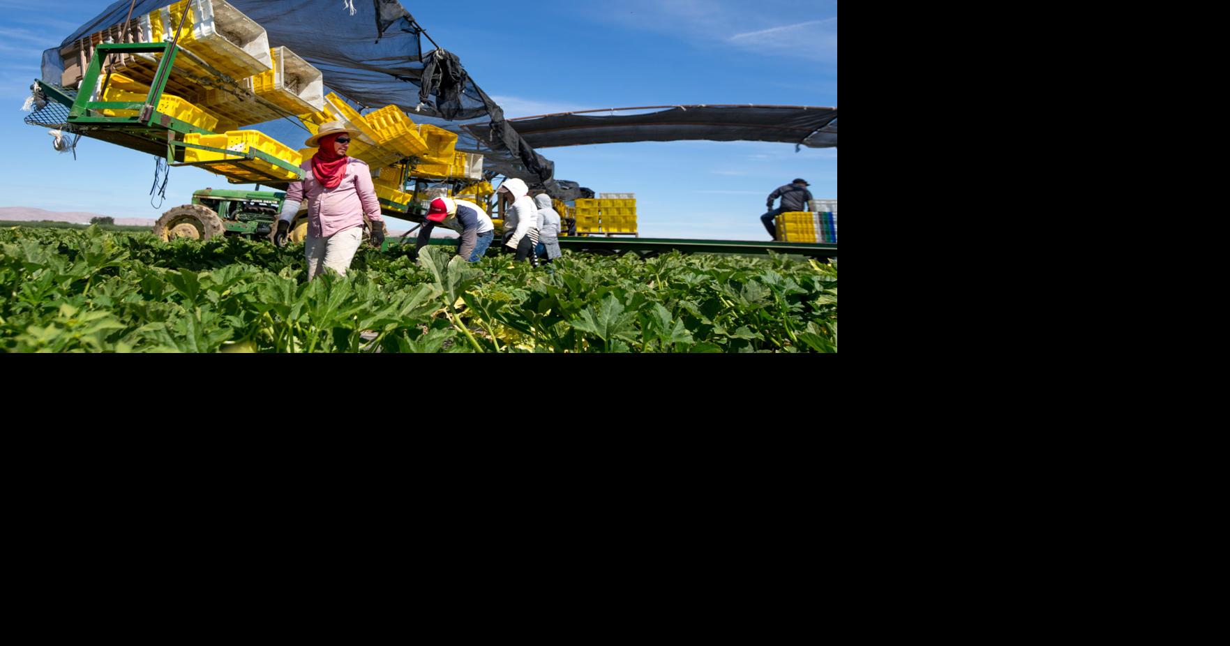Yakima Valley’s less-heralded crops are big contributors | Local ...