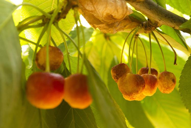 cherry tree fruit problems