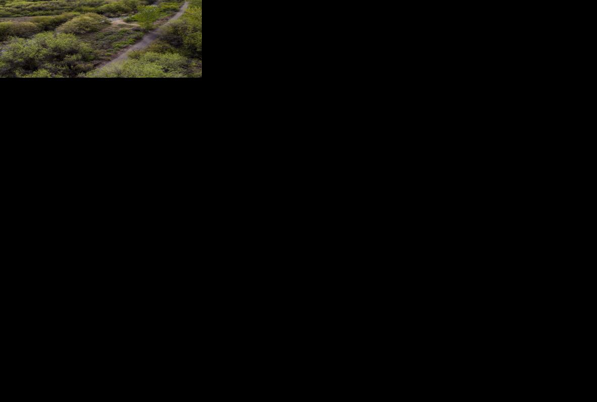 Hikers reminded to stay alert after cougar sighting on Cowiche Canyon ...