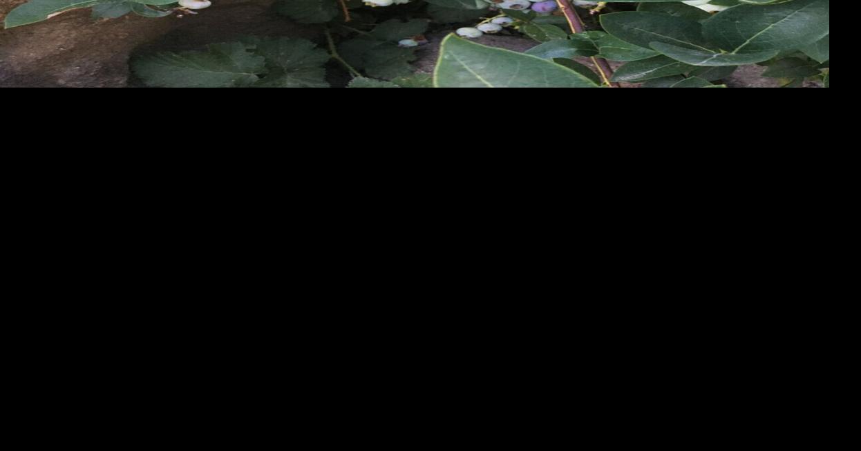 Barany In the Garden: Blueberries: Superfood is super rewarding ...