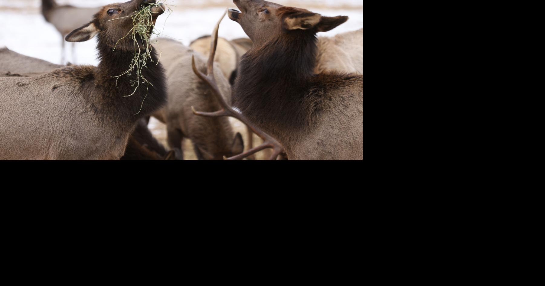 PHOTOS: Elk feeding at Oak Creed Wildlife Area | News | yakimaherald.com