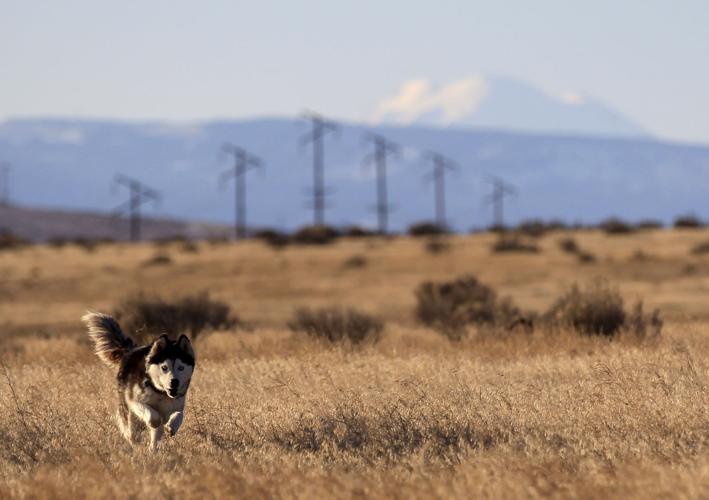 Aspiring sled-dog racer chases a dream | Local | yakimaherald.com