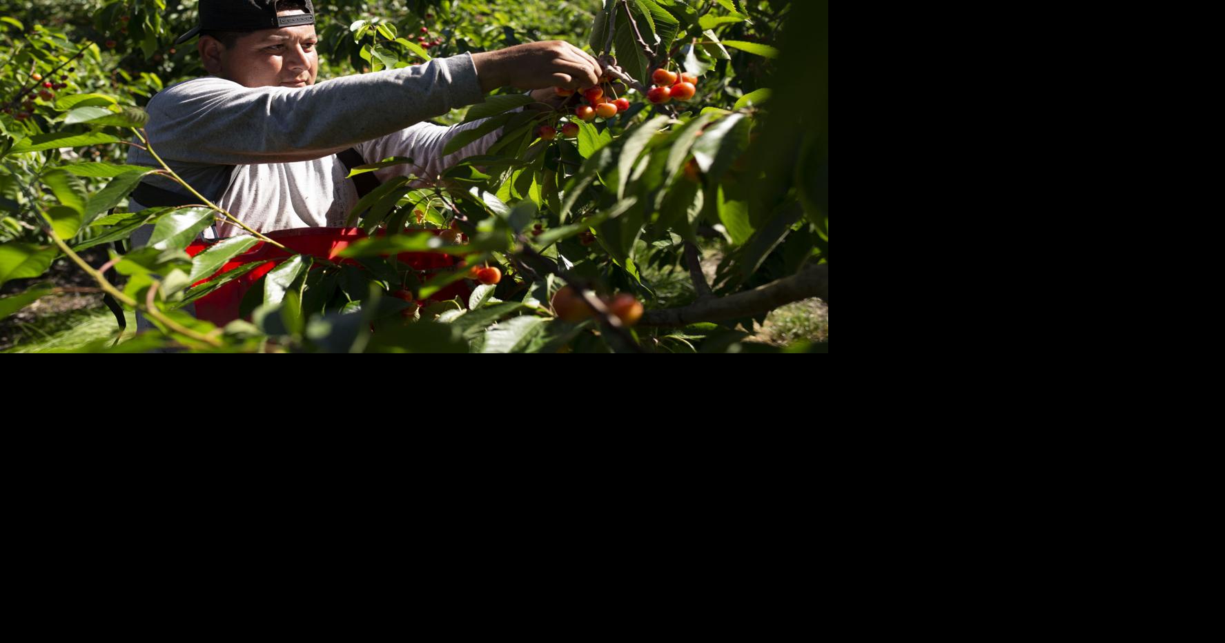 Yakima Valley cherry growers scrambling to cope with unprecedented heat ...