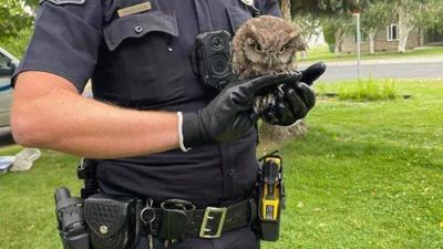 Whooo called 911? Trapped young owl was in need of a helping hand ...