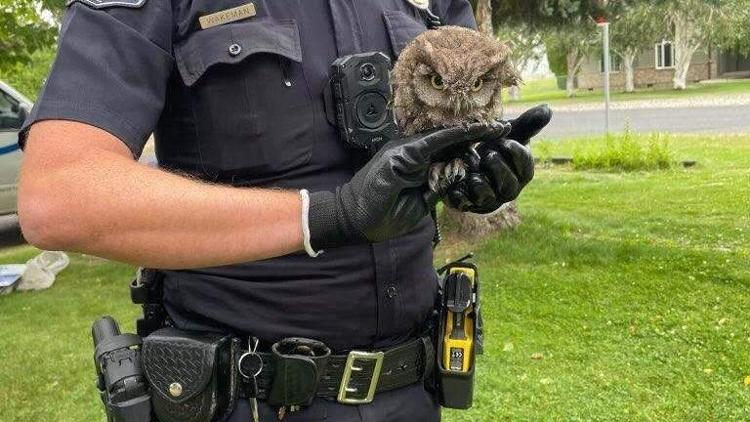 Whooo called 911? Trapped young owl was in need of a helping hand ...