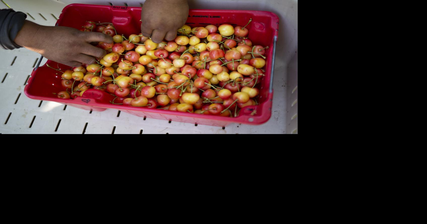 Northwest Cherry Growers Optimistic About This Years Harvest