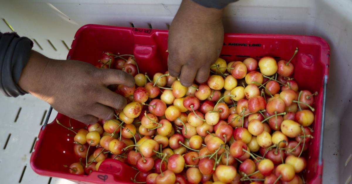 Northwest Cherry Growers Optimistic About This Years Harvest