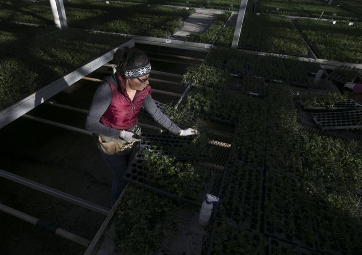 Making Mabton a place to grow | Local | yakimaherald.com