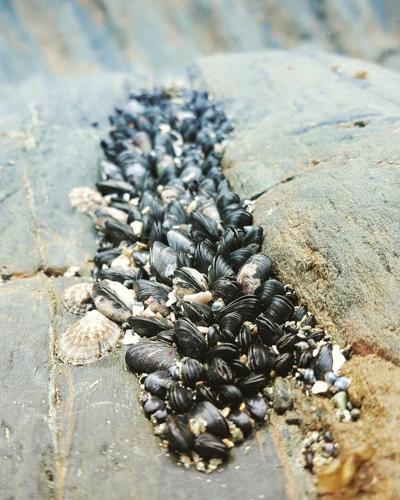 pearlshell mussel