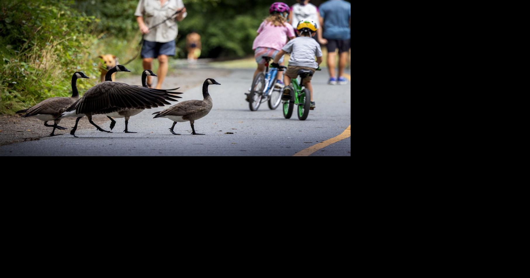 Walla Walla tries new way to stop goose poop — and it’s adorable ...