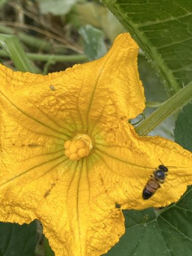 Yakima County Master Gardeners: Squash bees and jack-o’-lanterns | Home ...