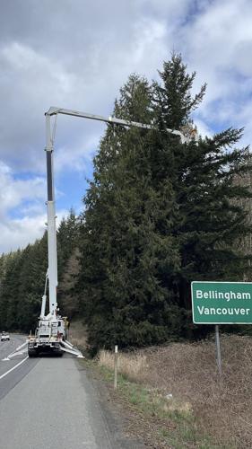 Stuffed sloth taken down from perch overlooking I-5 near Bellingham ...