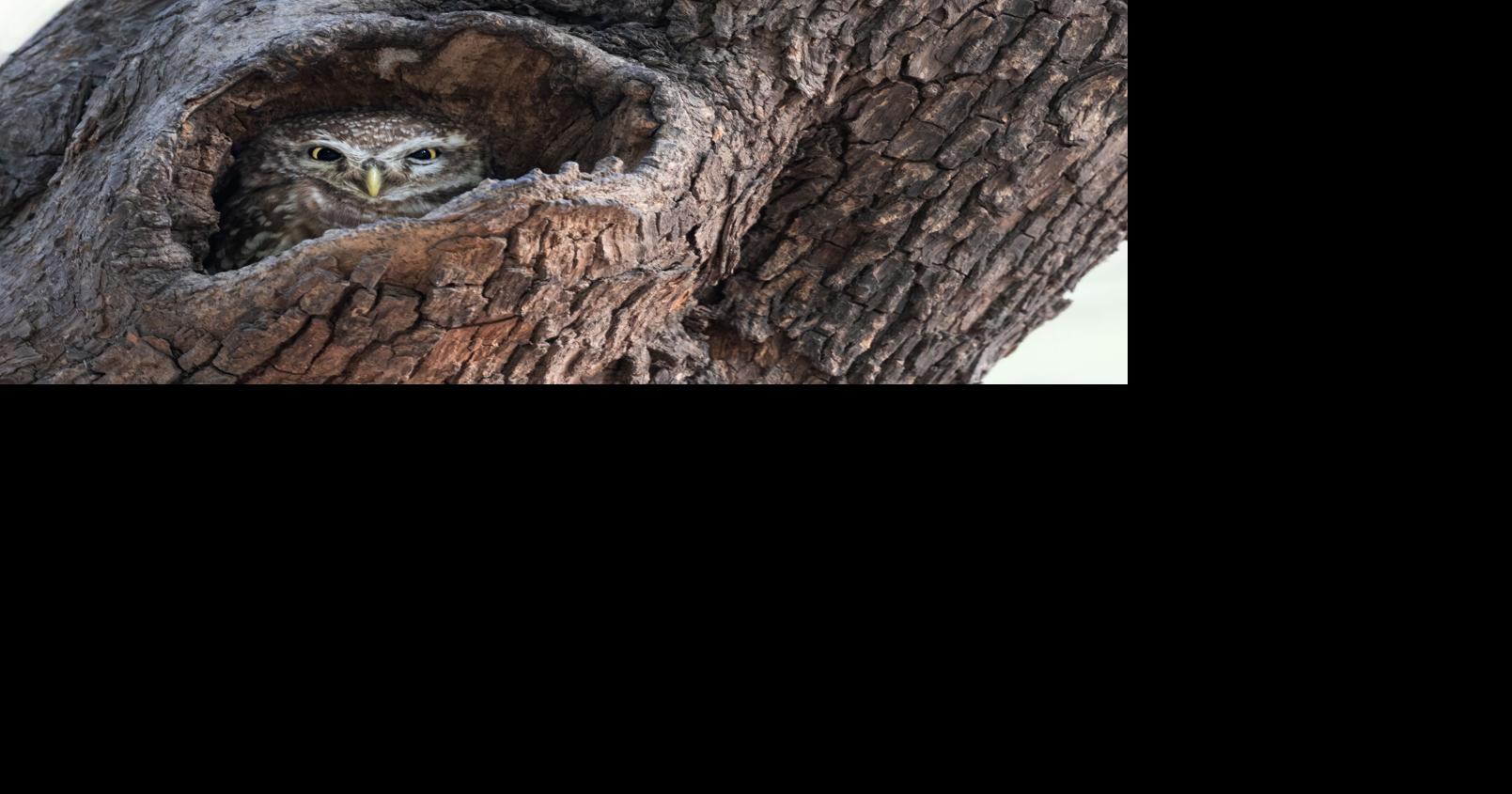 Other Views: Kill barred owls so spotted owls can live? Wildlife ...