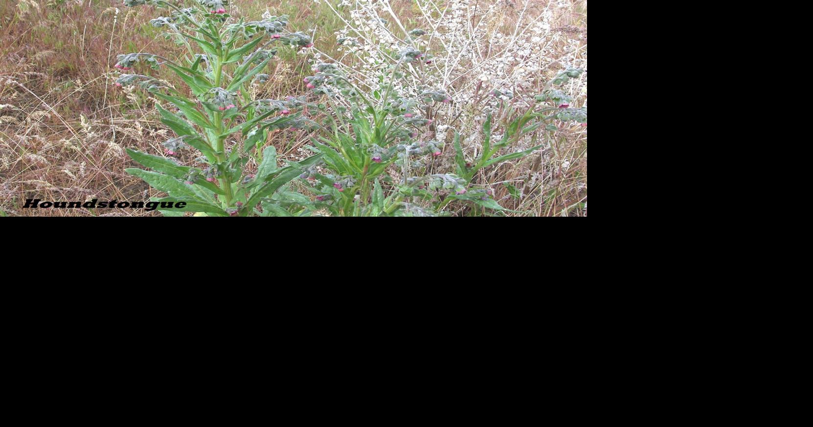 Garden column: Get those weeds outta here | Home And Garden ...