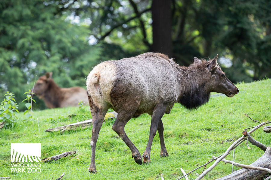 Buttons joins fellow elk at new home at zoo | Local | yakimaherald.com