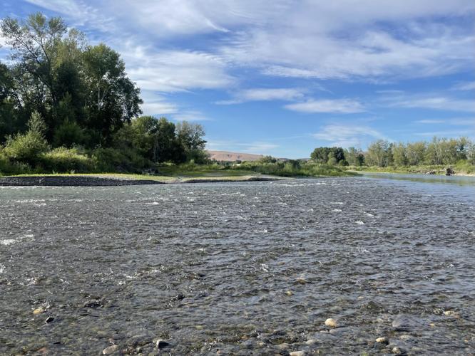 Wandering Central Washington: Explorer to emergency: Poison Hemlock in ...