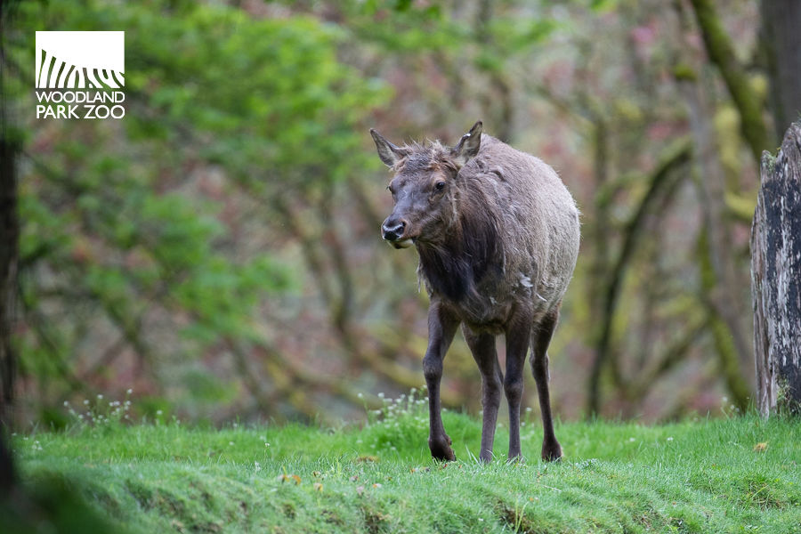 Buttons joins fellow elk at new home at zoo | Local | yakimaherald.com