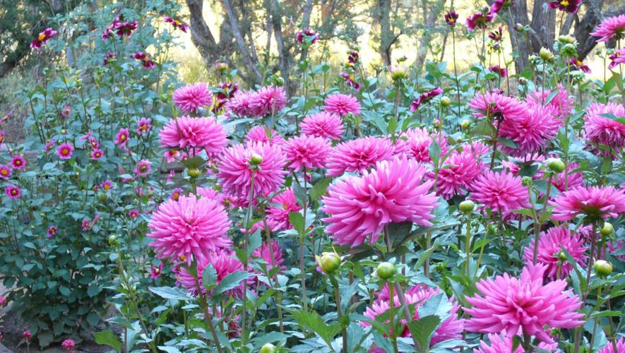 Barany in the Garden: Maybe this year, tuber ID system will work | Home ...