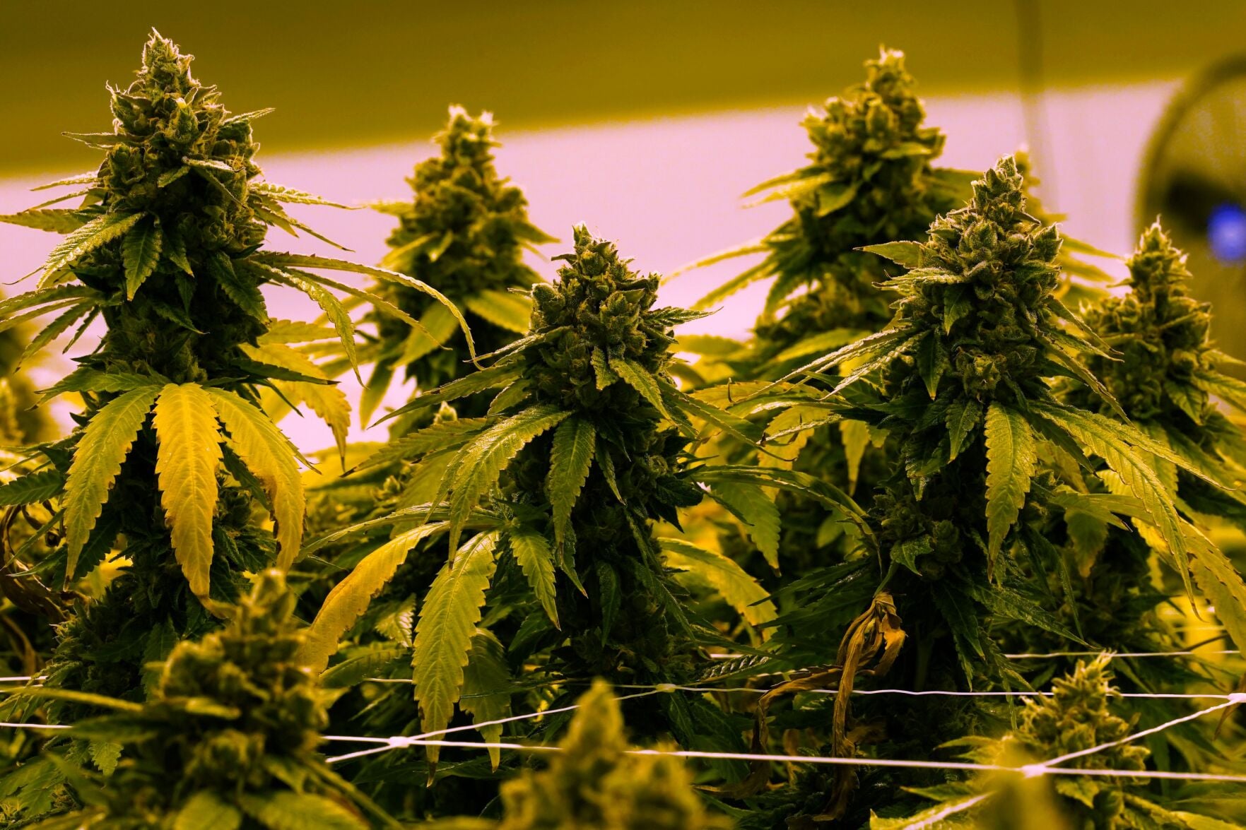 Virginia to allow recreational marijuana to be sold in retail stores ...