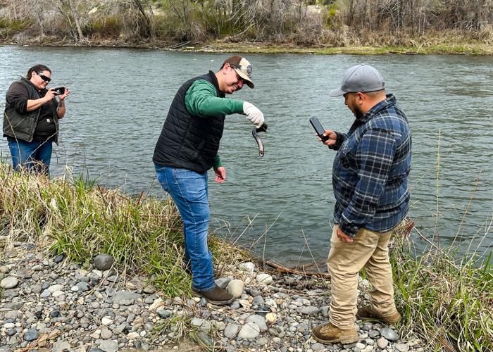 Wiggling Pacific lamprey get help with Yakima River journey | Explore ...