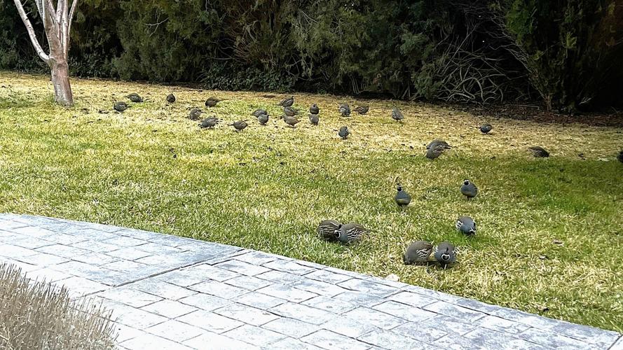 upside down tree crossword solver