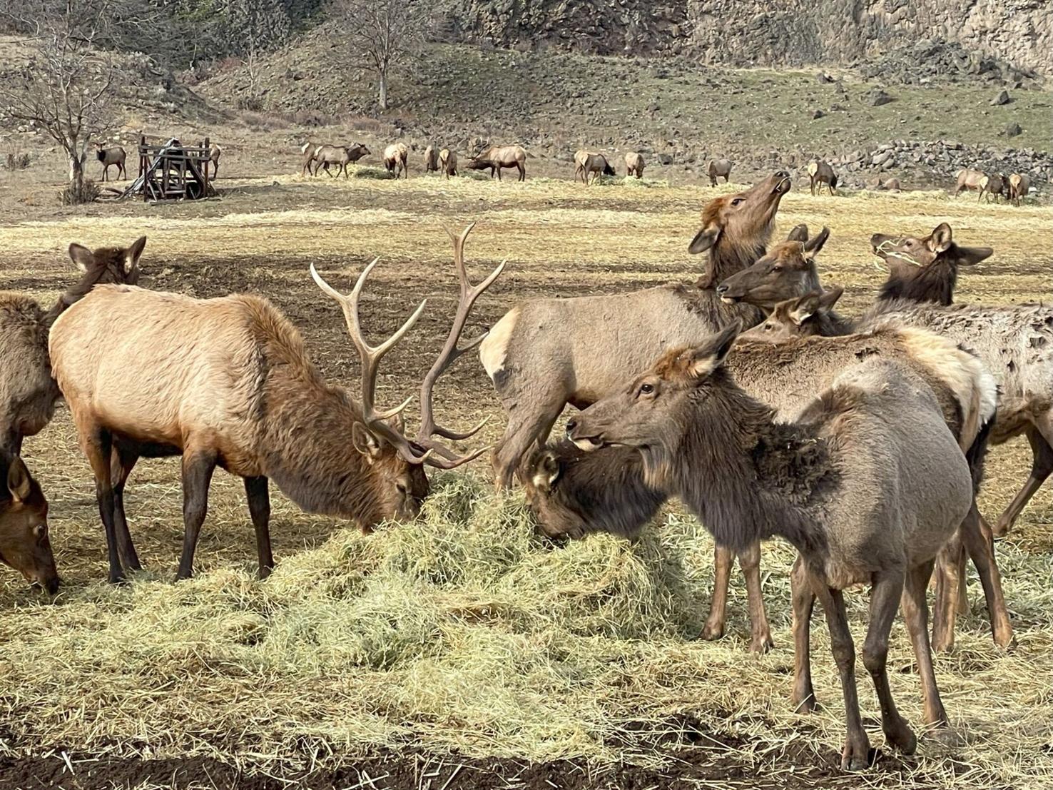 Wandering Central Washington: Oak Creek Wildlife Area, an elk-lectic ...