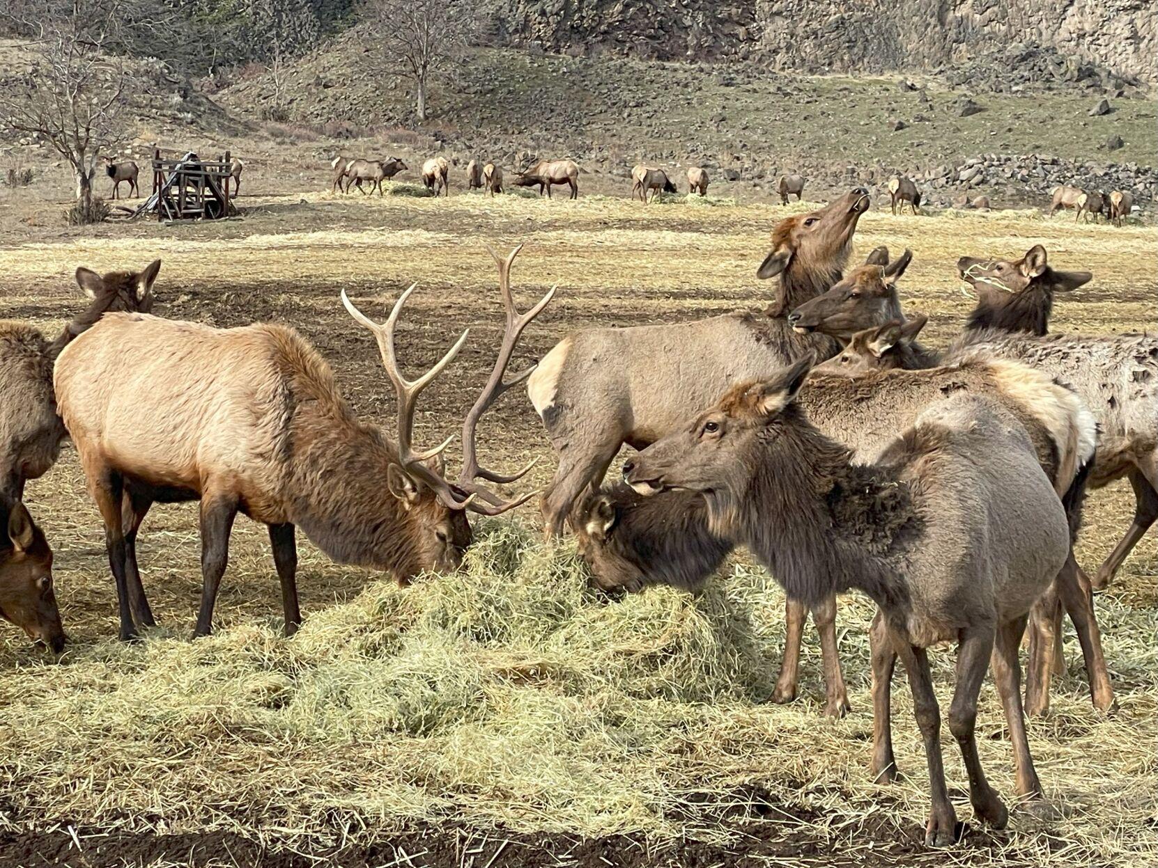 Wandering Central Washington: Oak Creek Wildlife Area, an elk-lectic ...