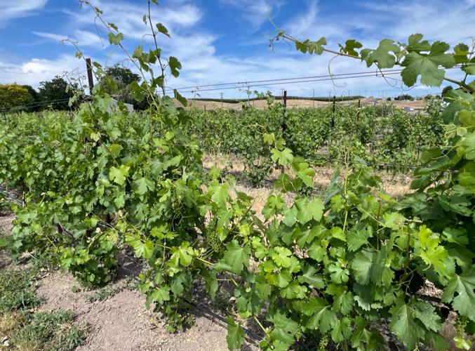 Pedal, sip, repeat: Wine tasting with Kickstand Tours in Walla Walla ...