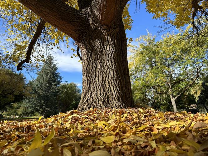 Here are some of the best places to explore Yakima's urban autumn ...