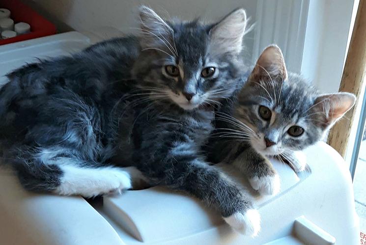 Meet Yakima's Foster Dog Heroes | Community | yakimaherald.com