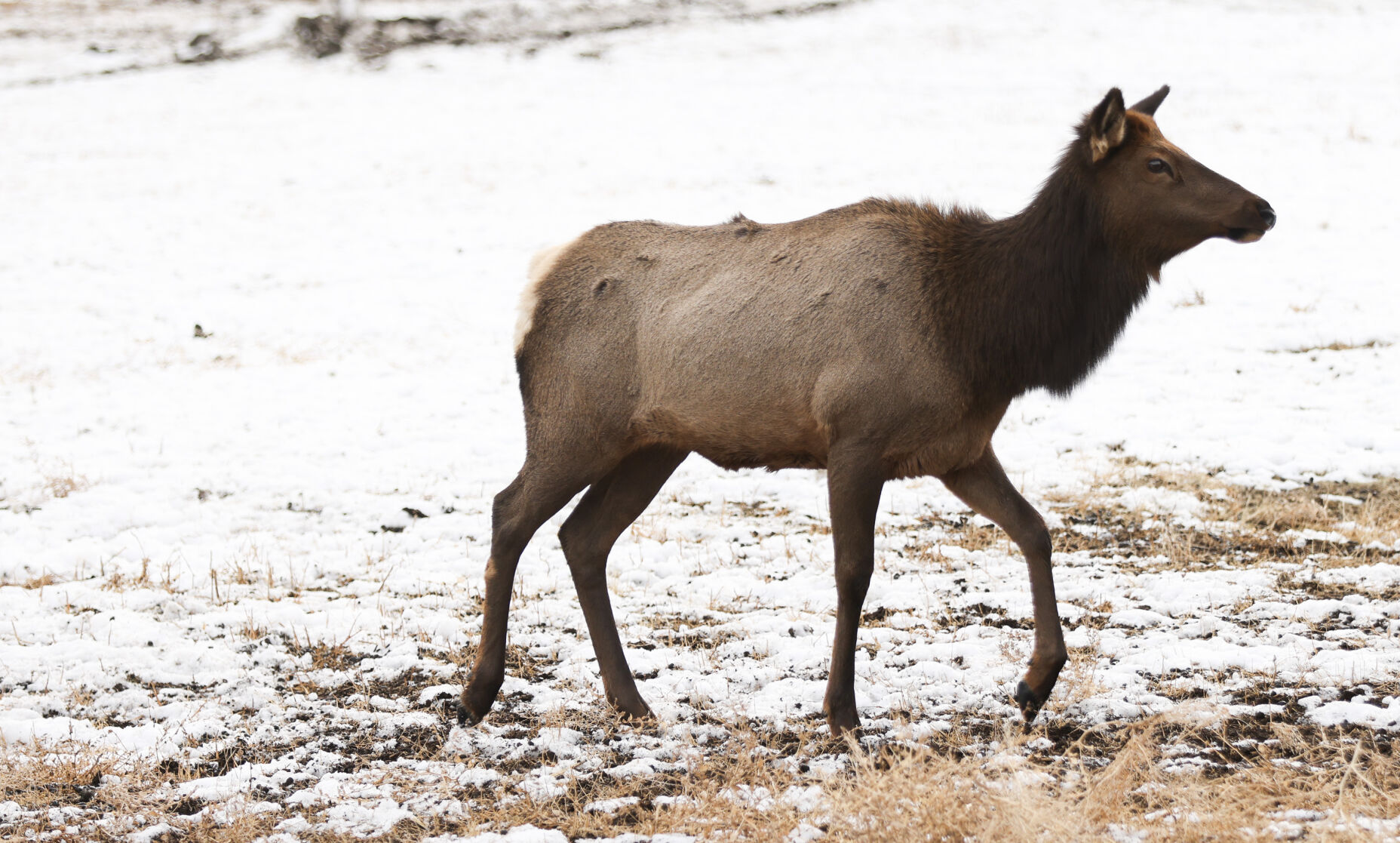 PHOTOS: Elk feeding at Oak Creed Wildlife Area | News | yakimaherald.com